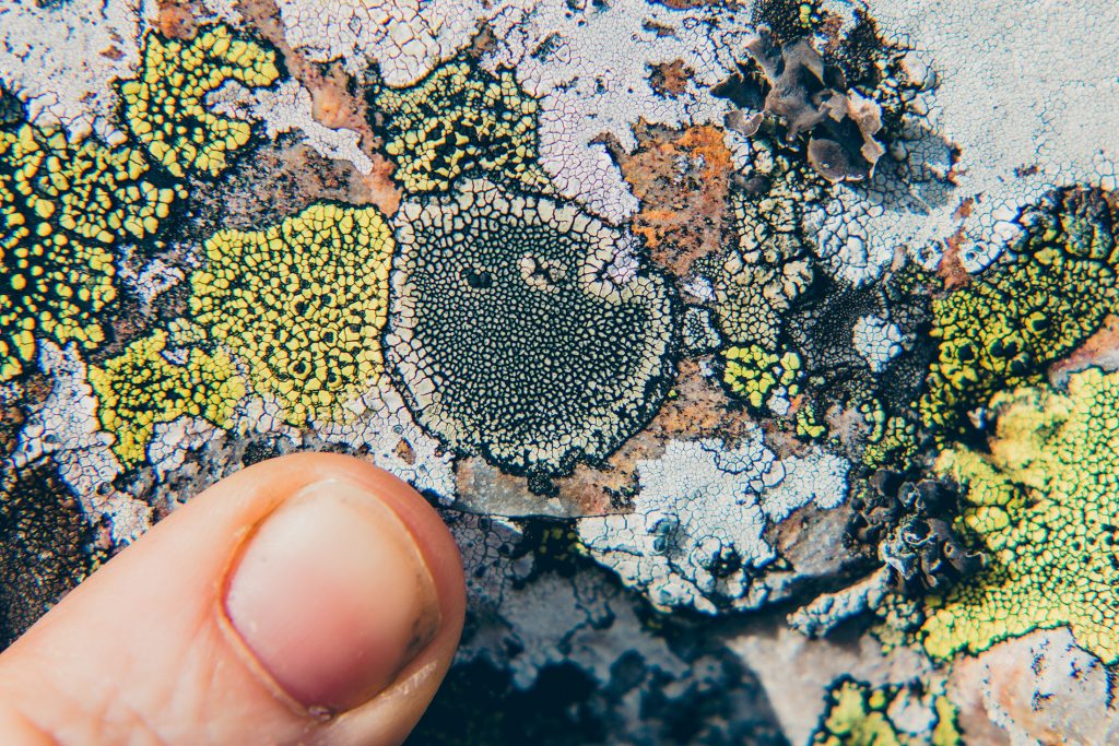 Remember The Future | What does air pollution have to do with lichen?